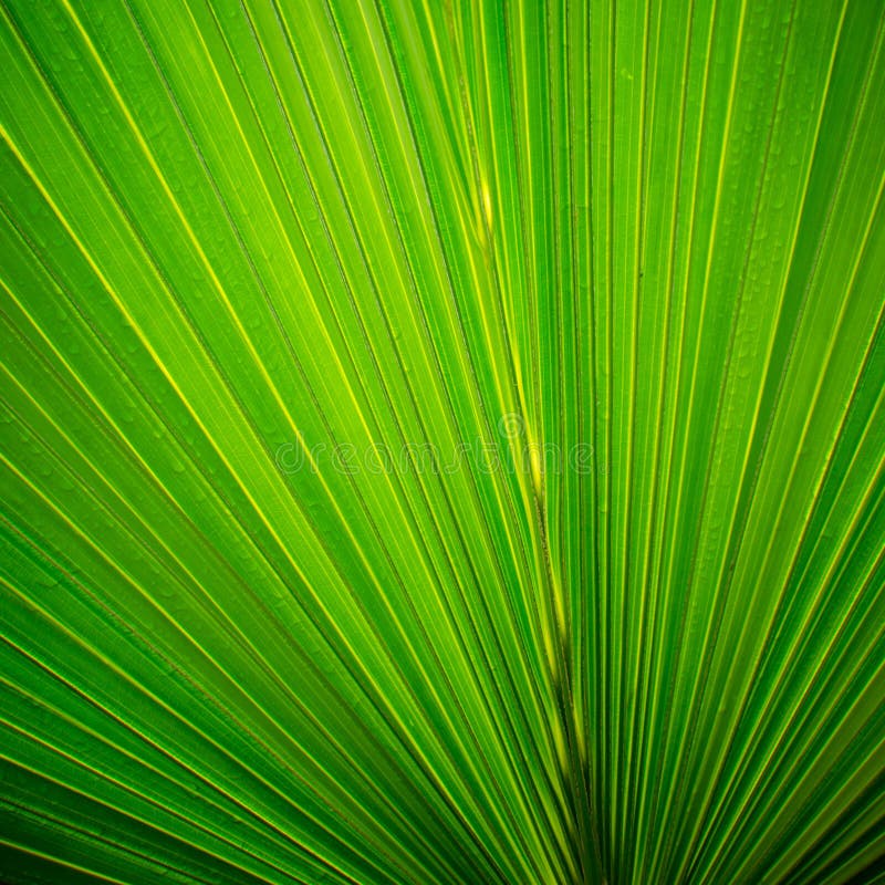 Palm tree leaf stock image. Image of lines, flora, foliage - 23194753
