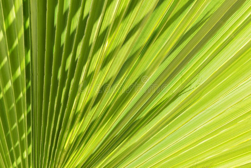 Palm tree leaf abstract stock image. Image of light - 247458521