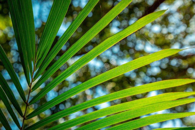 Coconut Palm Tree Leaf, Close-up Stock Photo - Image of tropic, tree ...