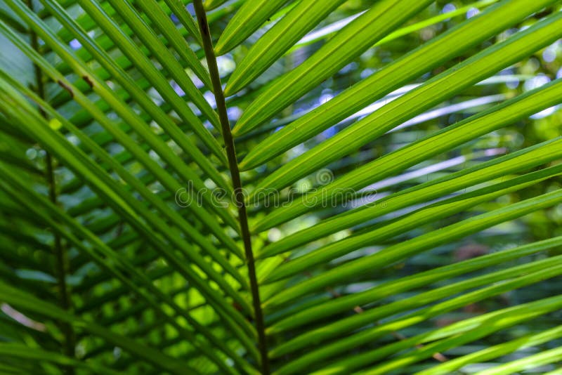 Palm tree leaf detail stock image. Image of beautiful - 102942711
