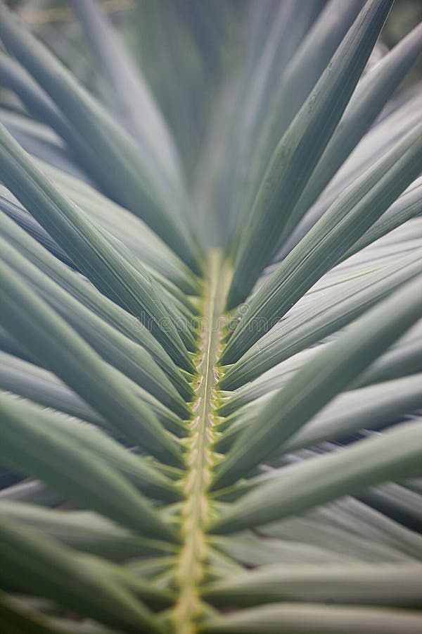 Palm Tree Leaf Midrib Sight Close Up Stock Image - Image of growth ...