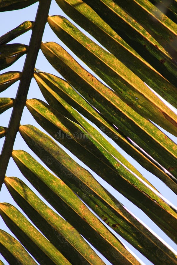 Palm Tree Leaf Pattern. Green and Yellow. Stock Image - Image of yellow ...