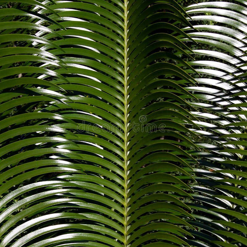 Palm tree leaf pattern stock image. Image of tree, pattern - 86159491