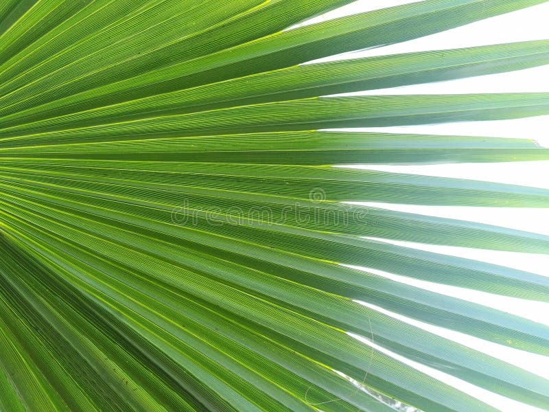 Palm tree leaf patterns stock photo. Image of palm, tree - 171758064