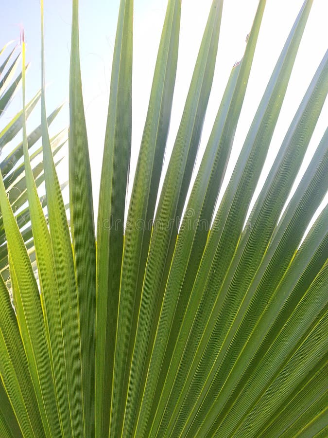 Palm tree leaf patterns stock image. Image of tree, light - 171758105