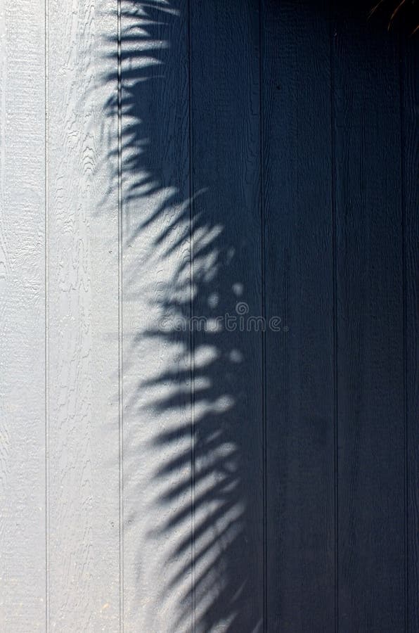 7,430 Palm Leaf Shadow Wall Stock Photos - Free & Royalty-Free Stock ...