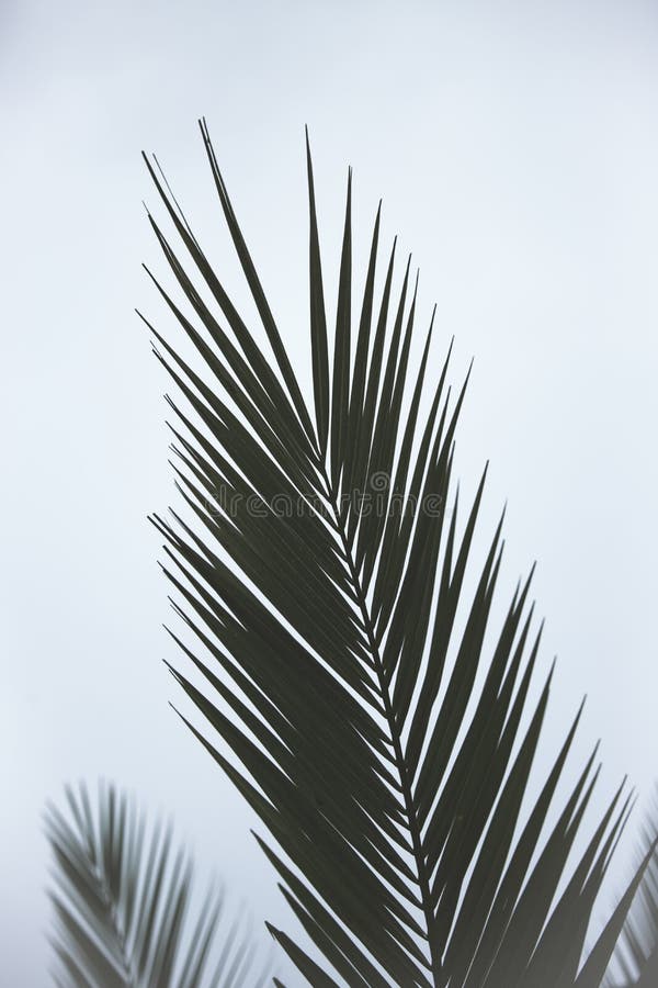 Abstract Palm Leaf Background Stock Photo - Image of fronds, space ...
