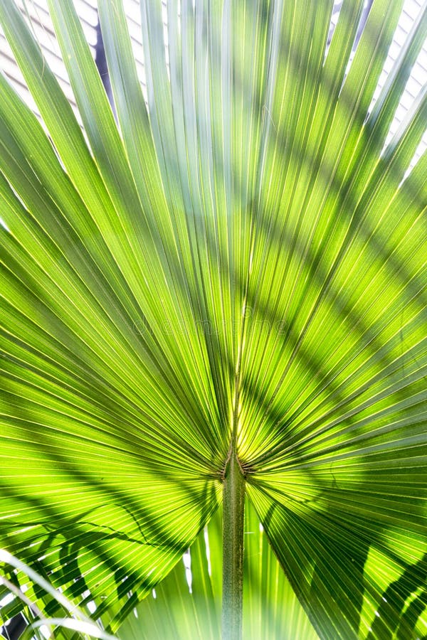 Palm Tree Leaf with Striped Shadow Pattern Stock Photo - Image of shade ...