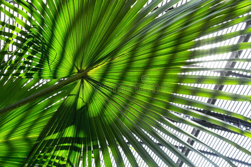 Palm Tree Leaf with Striped Shadow Pattern Stock Image - Image of ...