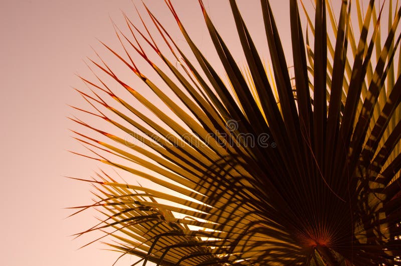 Palm Tree Leaf Surface with Shadow. Selective Focus Texture of Green ...