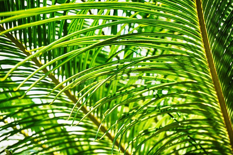 Palm tree leaf texture stock image. Image of leaves - 136573203