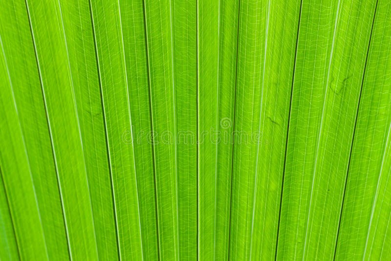 Palm Leaf Texture