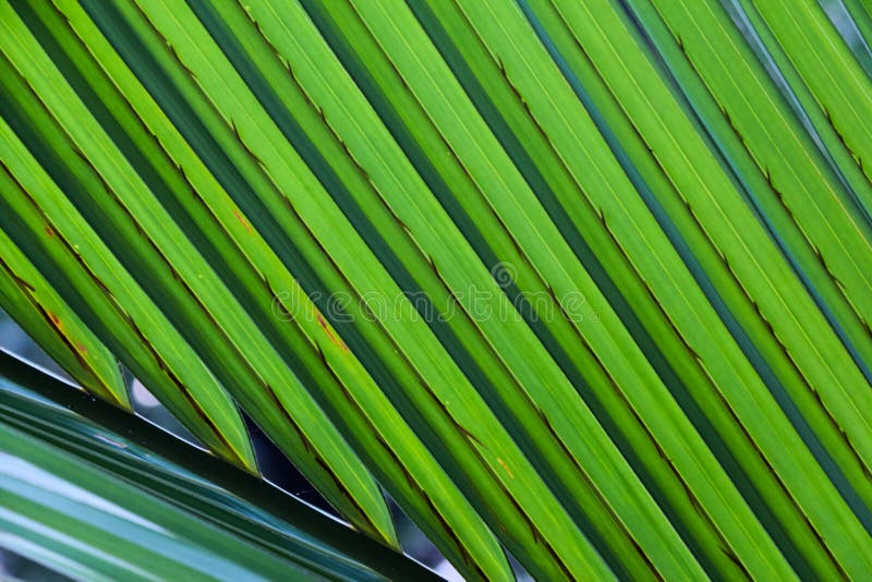 Palm Tree Leaf Texture Pattern on Background Stock Image - Image of ...
