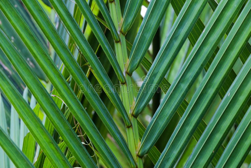 Palm Tree Leaf Texture Pattern on Background Stock Photo - Image of ...