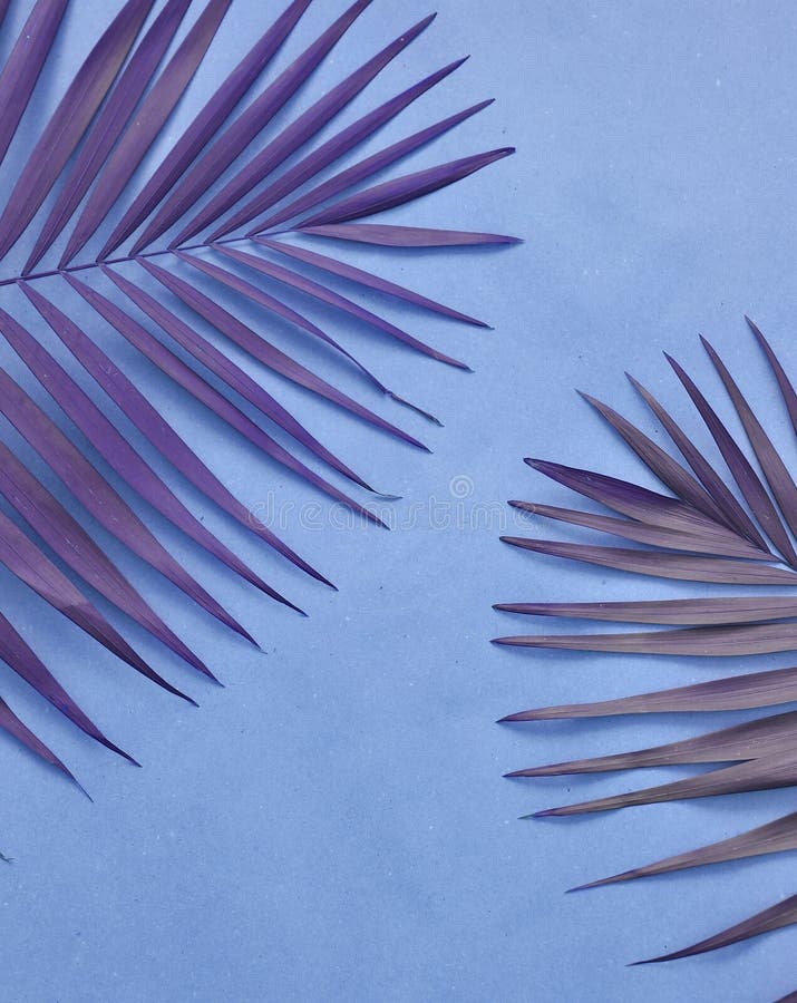 Palm Tree Leaf in Trendy Color. Stock Image - Image of trendy, design ...