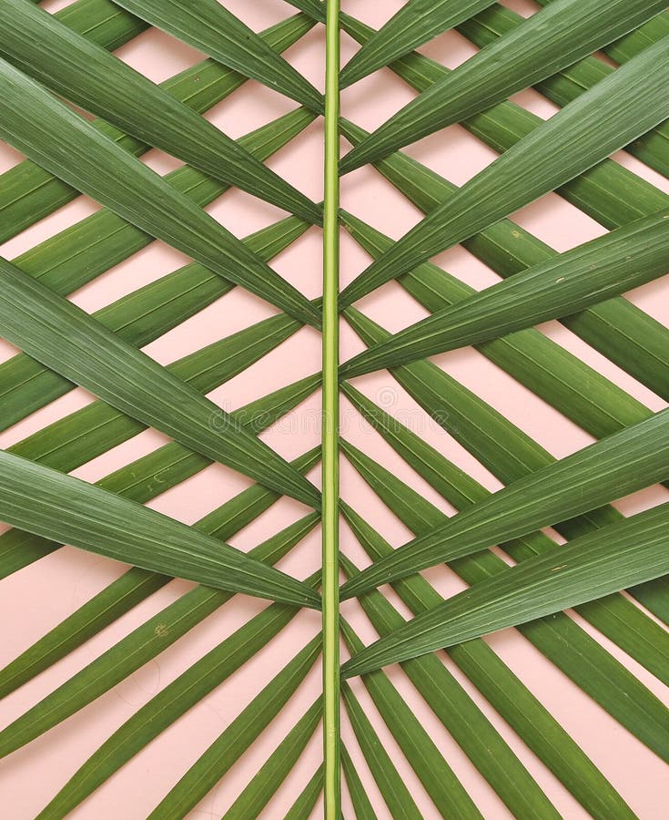 Palm Tree Leaf in Trendy Color. Stock Image - Image of green, trendy ...