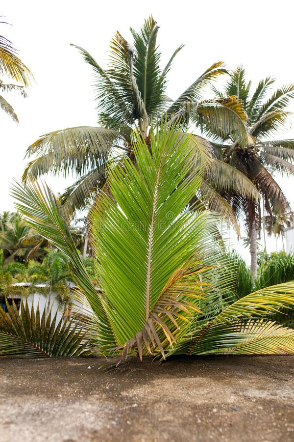 A Palm Tree with a Leafy Green Frond is in Front of a Palm Tree with a ...