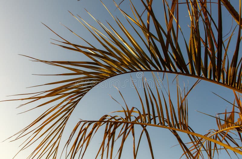 A Palm Tree with a Leafy Green Stem and a Brown Tip Stock Image - Image ...