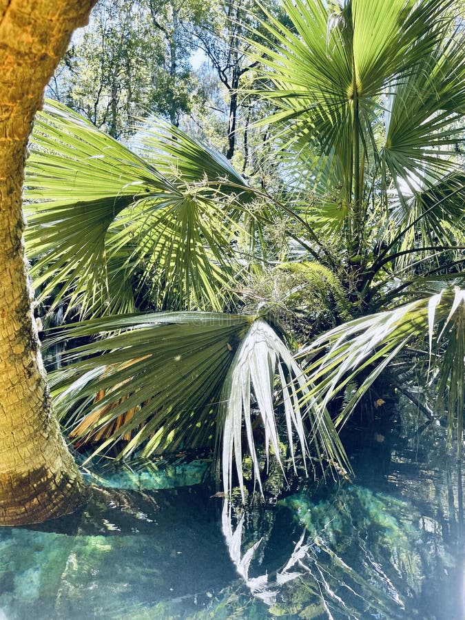 Palm Tree Leans Arches Dramatically Out Over the Water, Silver Springs ...