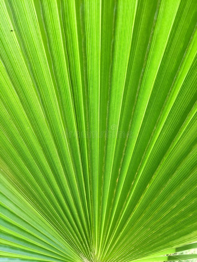 Palm tree leave stock photo. Image of leaf, rainforest - 128245752