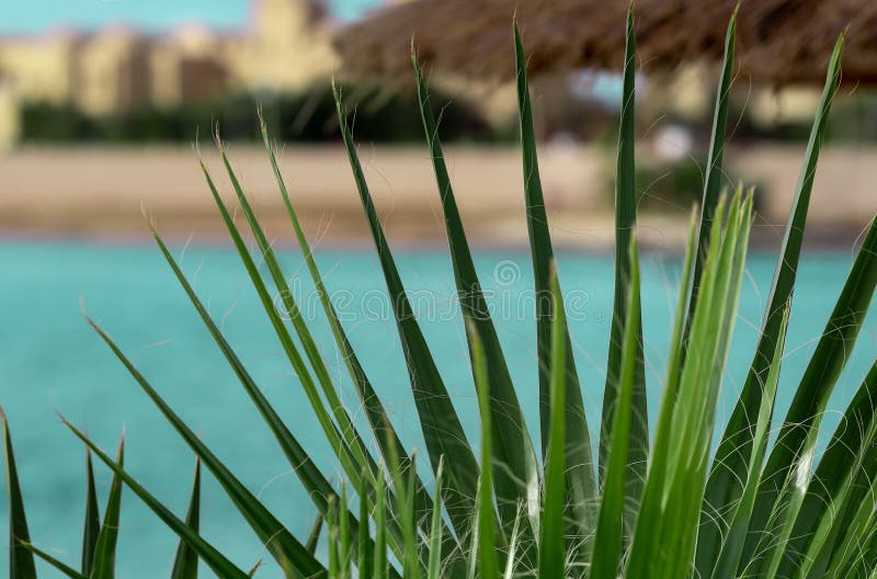 Palm Tree Leaf and Blue Sea Lagoon Stock Photo - Image of nature ...