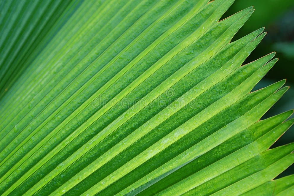 Palm Tree Leave3 stock image. Image of desert, underside - 2292367