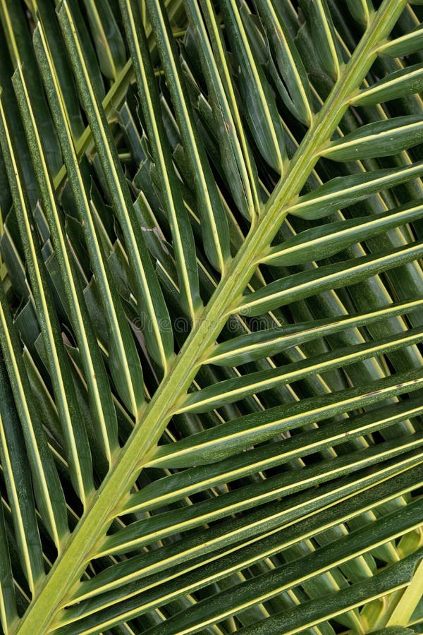 Palm Tree Leaves Background - Stock Image - Everypixel