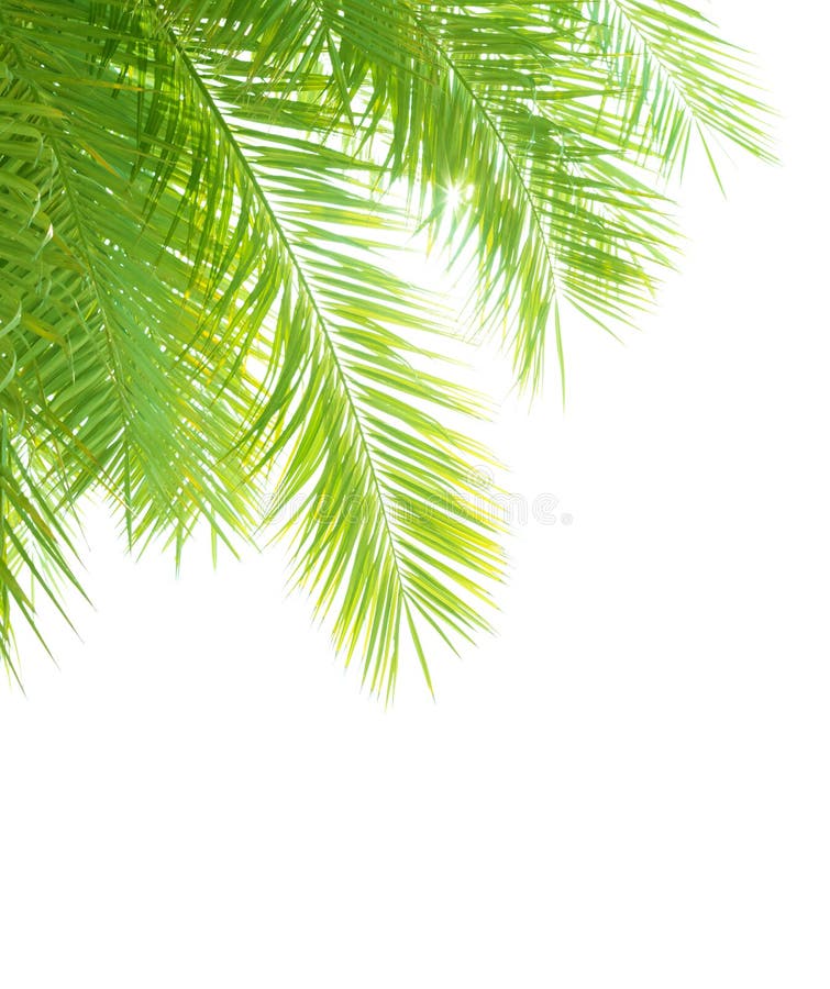 64+ Palm tree border Free Stock Photos - StockFreeImages