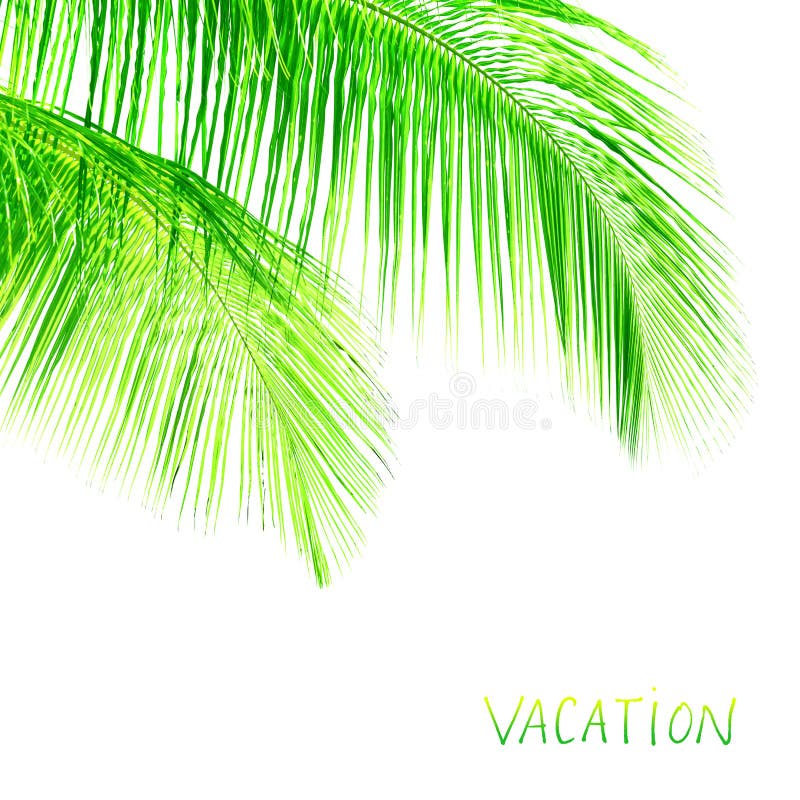 64+ Palm tree border Free Stock Photos - StockFreeImages