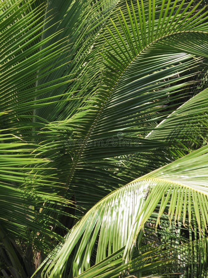 Palm Tree Leaves in Brazil. Salvador Da Bahia Stock Image - Image of ...