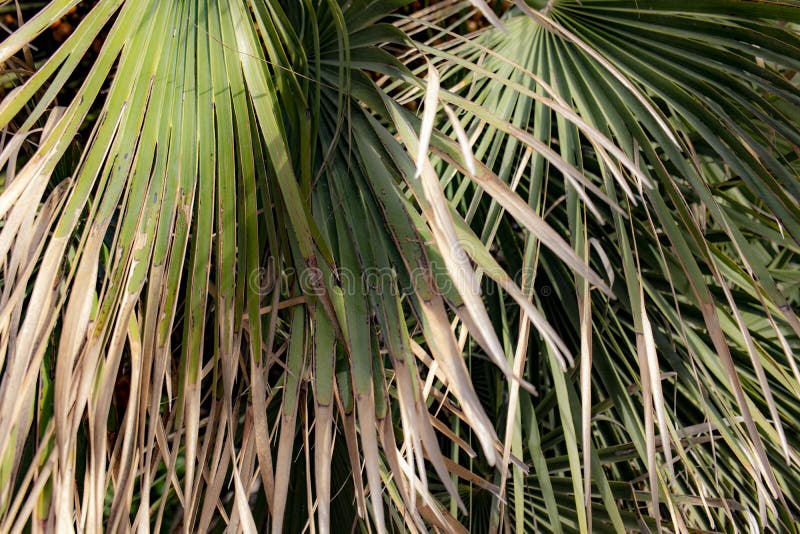 Palm Tree Leaves, Close-up Artistic Natural Background. Stock Photo ...