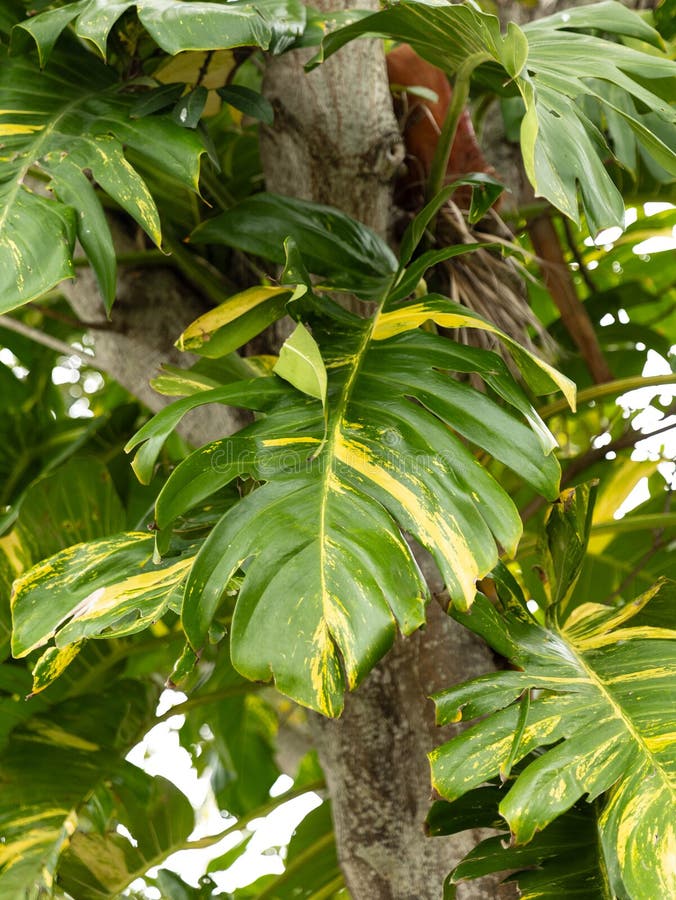 Palm Tree Leaves in Coco Beach Florida Stock Photo - Image of abstract ...