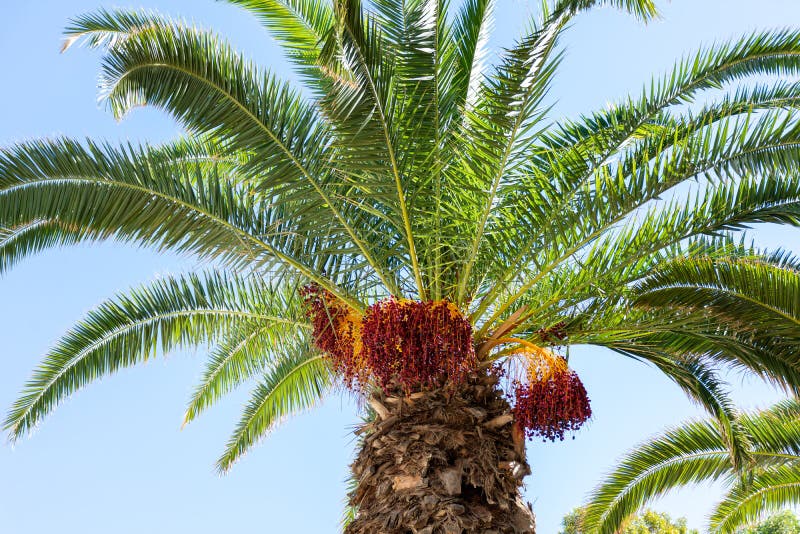 Palm Tree Leaves with Dates Fruits. Stock Image - Image of beautiful ...