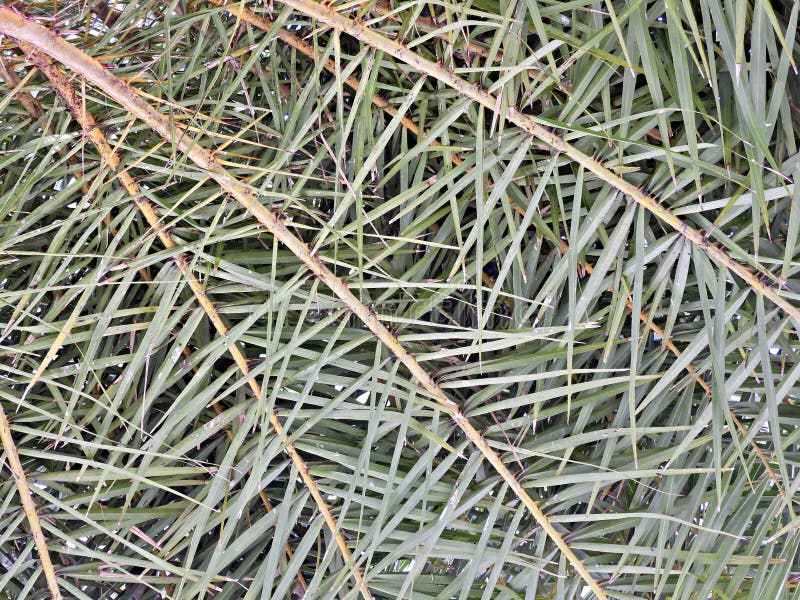 Palm Tree Leaves Woven Closely Together Stock Image - Image of tree ...
