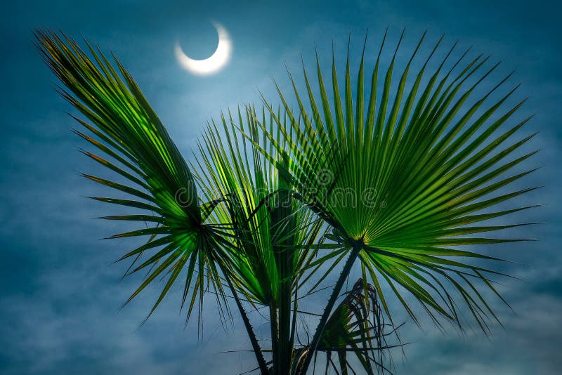 Exotic Tree by Moon Eclipse at Night Stock Image - Image of jungle, grass: 247477927