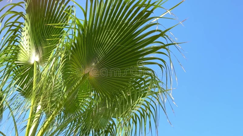 Palm Tree Leaves with Rays of Sun Stock Video - Video of beach, branch ...
