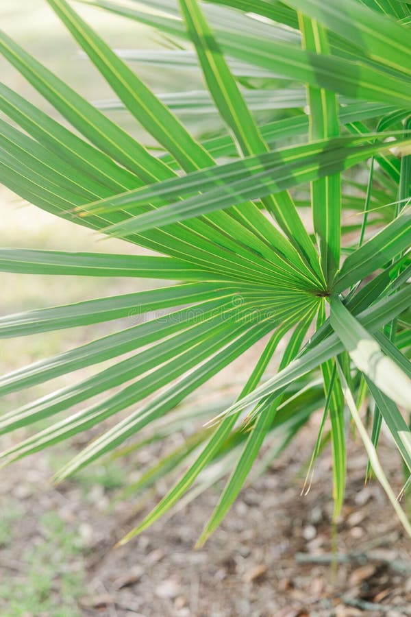 Palm Tree Leaves Reaching the Ground in a Tropical Setting Stock Image ...