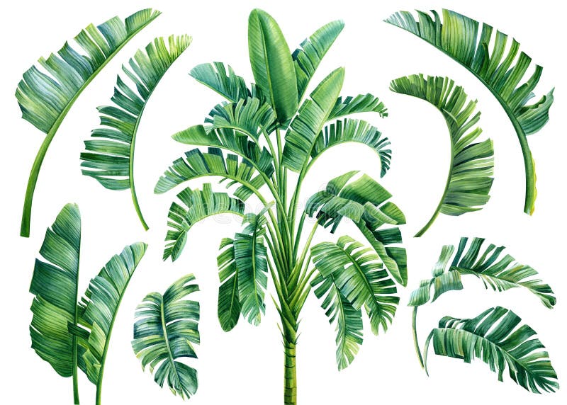 Palm Tree and Leaves Set on Isolated White Background, Watercolor ... Palm Tree and Leaves Set on Isolated White Background, Watercolor ...