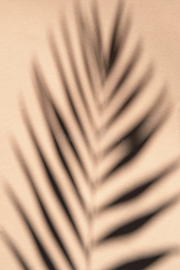Palm Tree Leaves Shadows. Nature Concept. Top View Stock Photo - Image ...