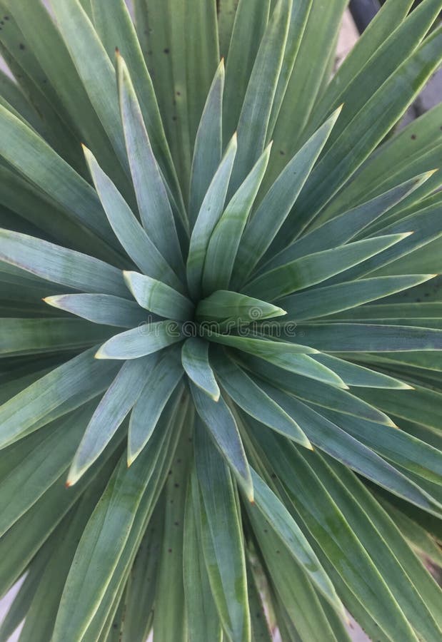Palm tree leaves stock photo. Image of sharp, tree, nature - 154693344