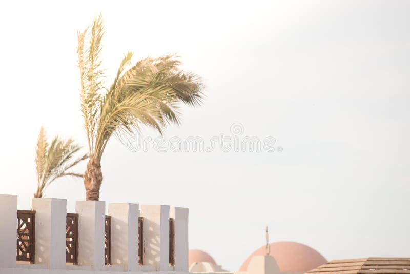 Palm Tree Leaves Summer Background Stock Image - Image of green ...