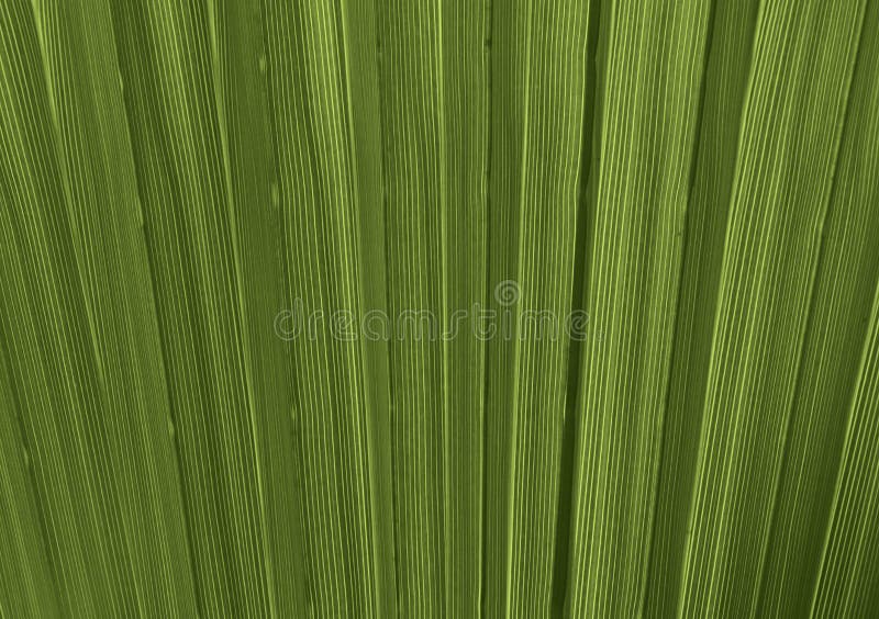 Palm tree leaves texture stock image. Image of stripes - 35358855