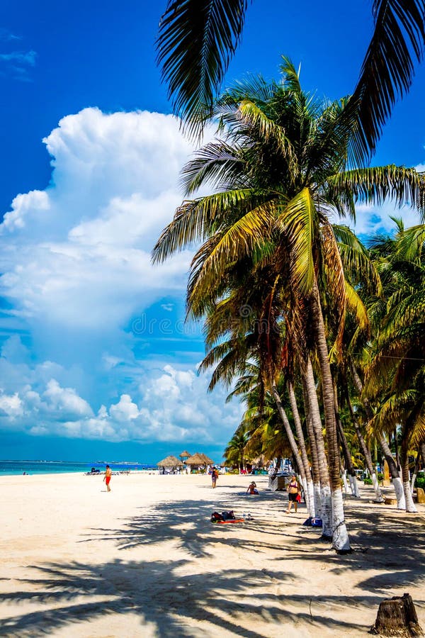 Palm Tree Line editorial stock photo. Image of trees - 73476533