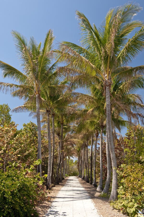 Palm tree lined pathway stock image. Image of outdoor - 13352905