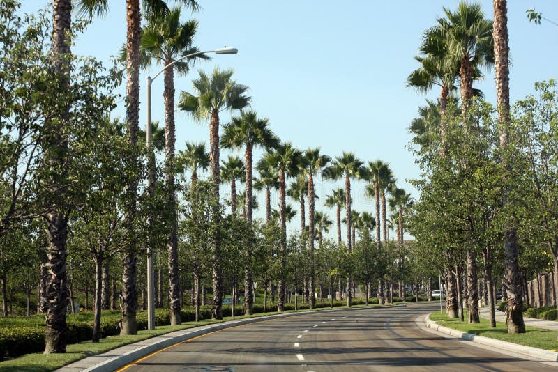 Palm tree-lined street stock photo. Image of road, line - 10794596