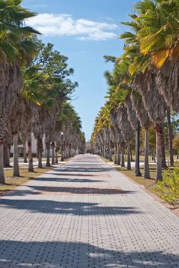 Palm Tree Lined Walkway stock photo. Image of bradenton - 8819052