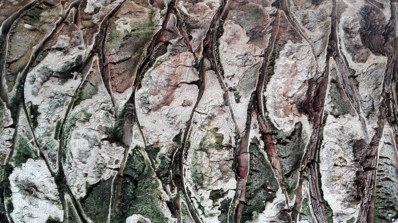 Palm tree log texture stock image. Image of brown, texture - 63251815