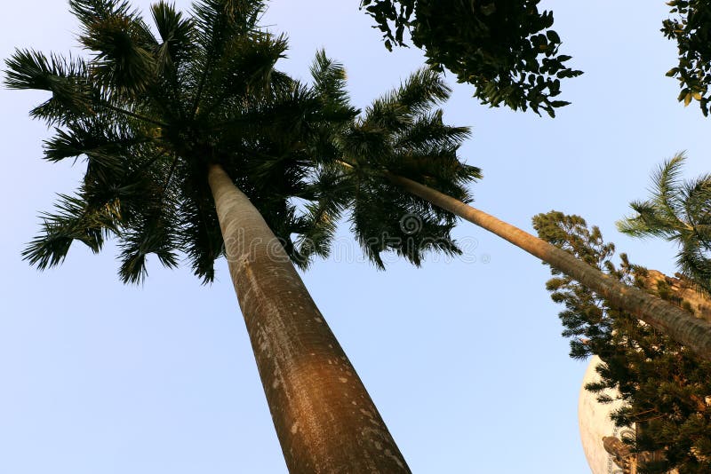 Palm Tree stock image. Image of natural, tranquil, beauty - 83916503