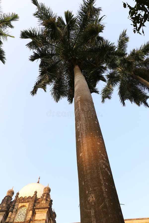 Palm Tree stock image. Image of beauty, tree, natural - 83926305