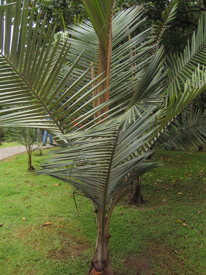 Short palm tree stock photo. Image of short, leaves, city - 31512910
